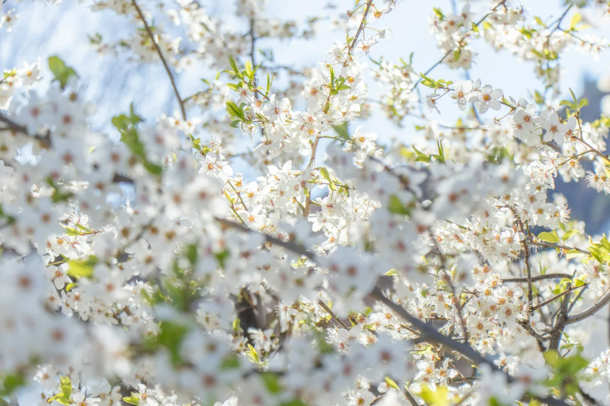 New Zealand Weather in November: A Spring Symphony in Raincoat Major ...